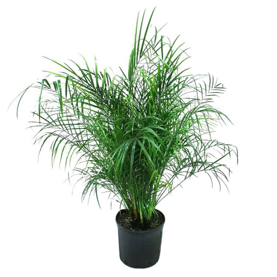 Vera's Nursery Phoenix Roebellini Palm - Shop Potted plants at H-E-B