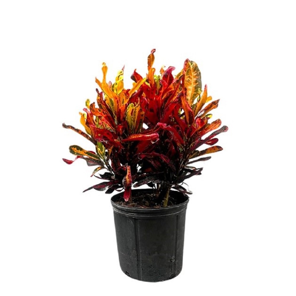 Plant Solutions Croton Mammey Fall Potted Plant - Shop Potted plants at ...