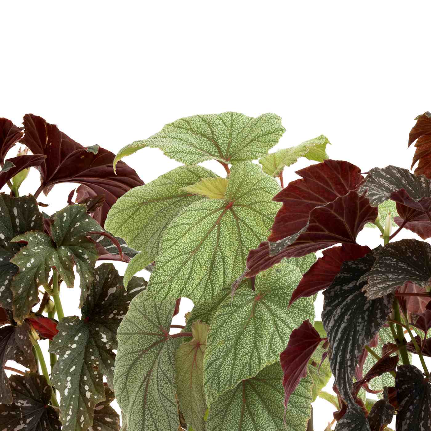 Costa Farms Premium Begonia Plant - Shop Potted plants at H-E-B