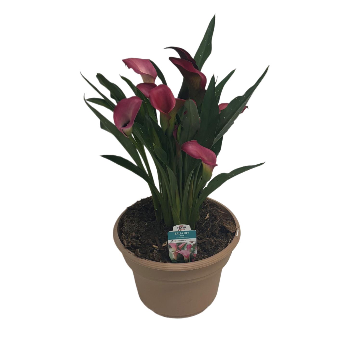 H-E-B Texas Roots Calla Lilies - Pink - Shop Potted plants at H-E-B