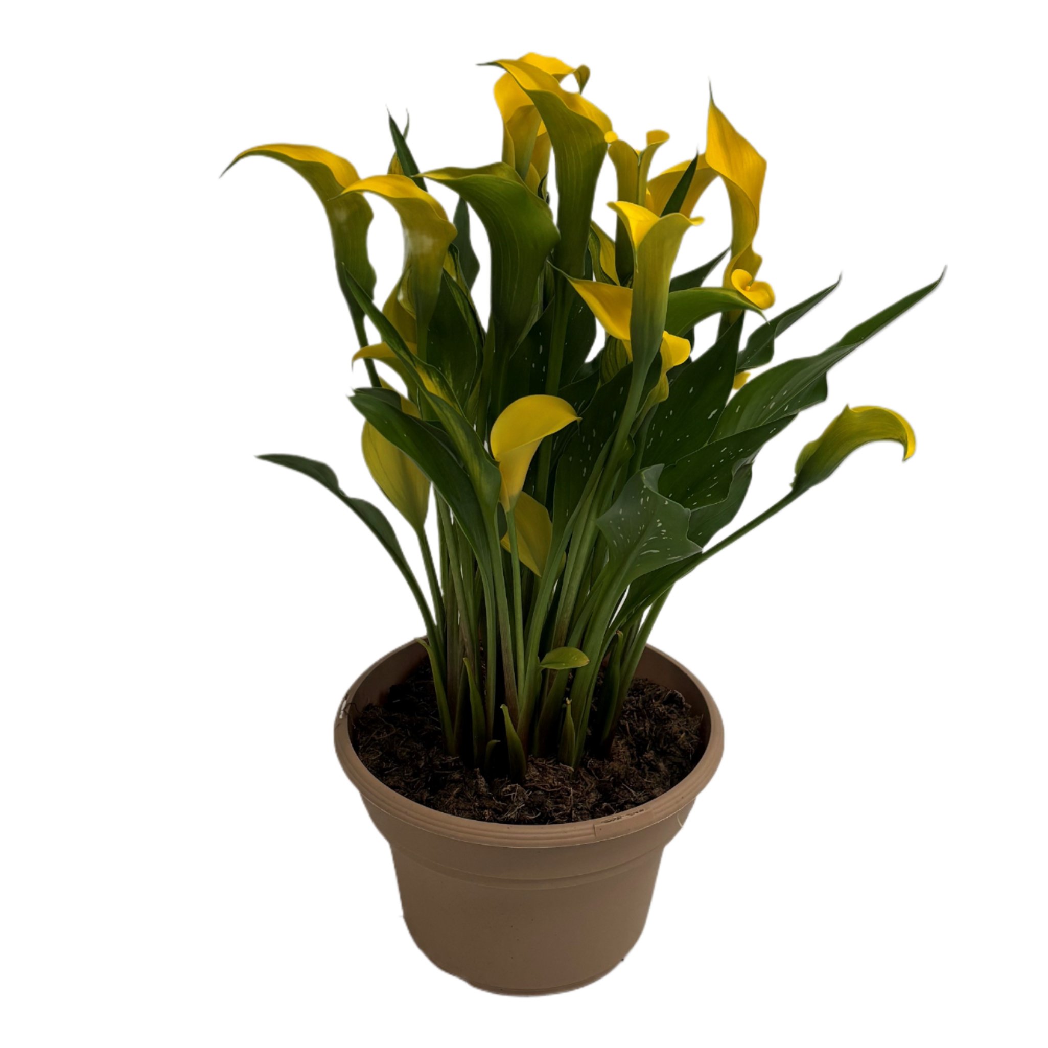 H-E-B Texas Roots Calla Lilies - Yellow - Shop Potted plants at H-E-B