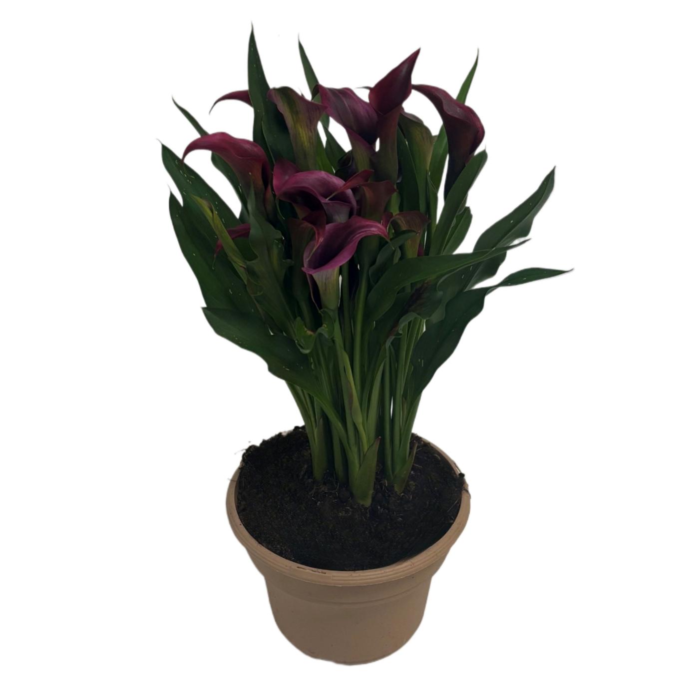 H-E-B Texas Roots Calla Lilies - Purple - Shop Potted plants at H-E-B