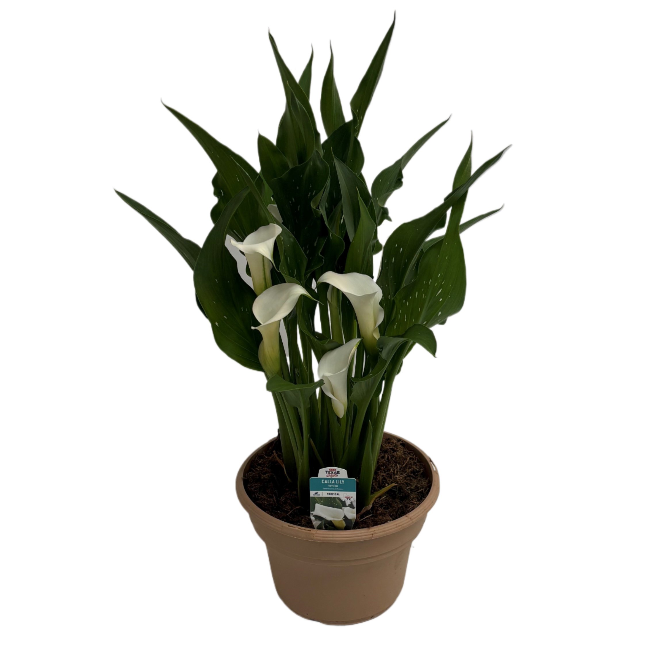 H-E-B Texas Roots Calla Lilies - White - Shop Potted plants at H-E-B