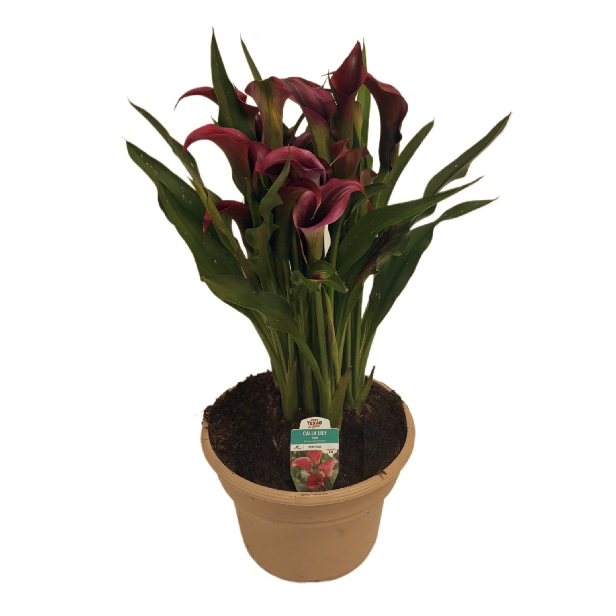 H-E-B Texas Roots Calla Lilies - Red - Shop Potted plants at H-E-B