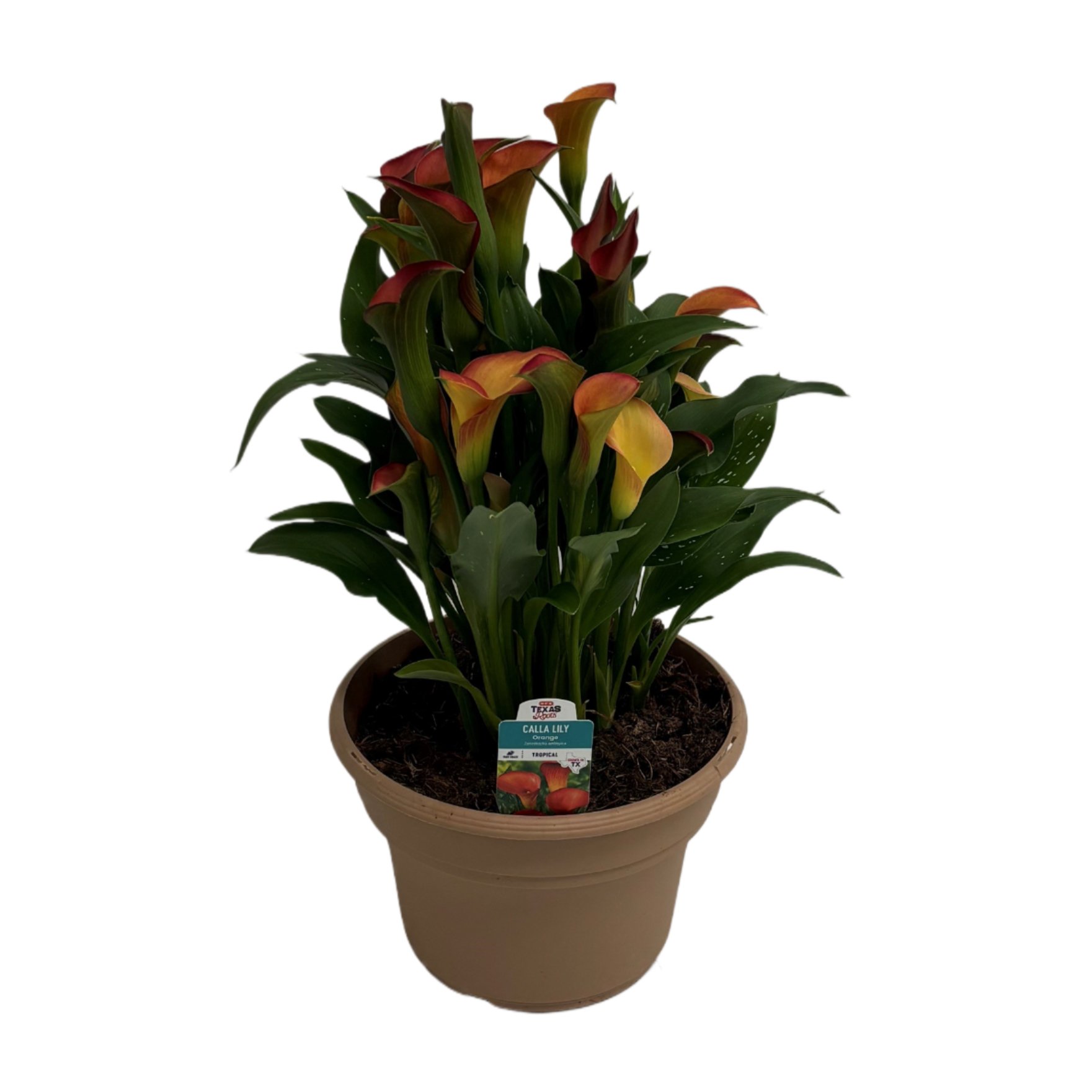 H-E-B Texas Roots Calla Lilies - Orange - Shop Potted plants at H-E-B