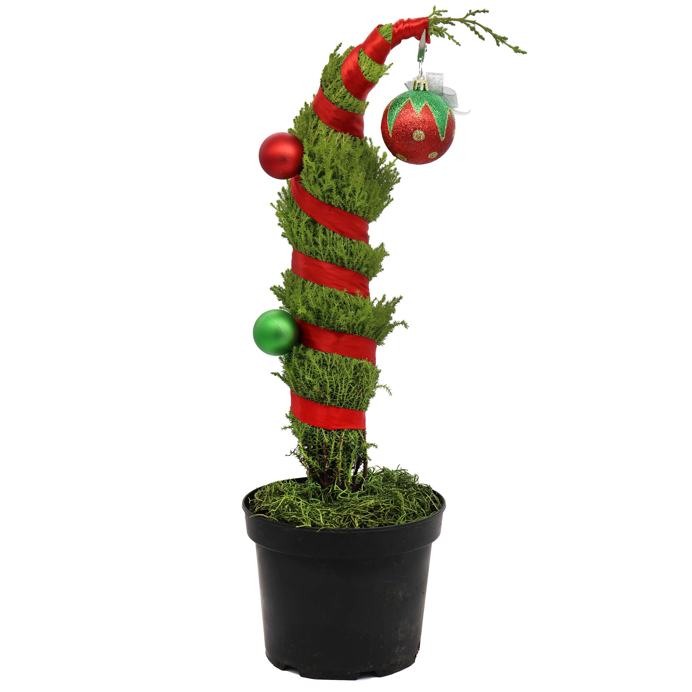 H-E-B The Grump Tree - Shop Potted plants at H-E-B