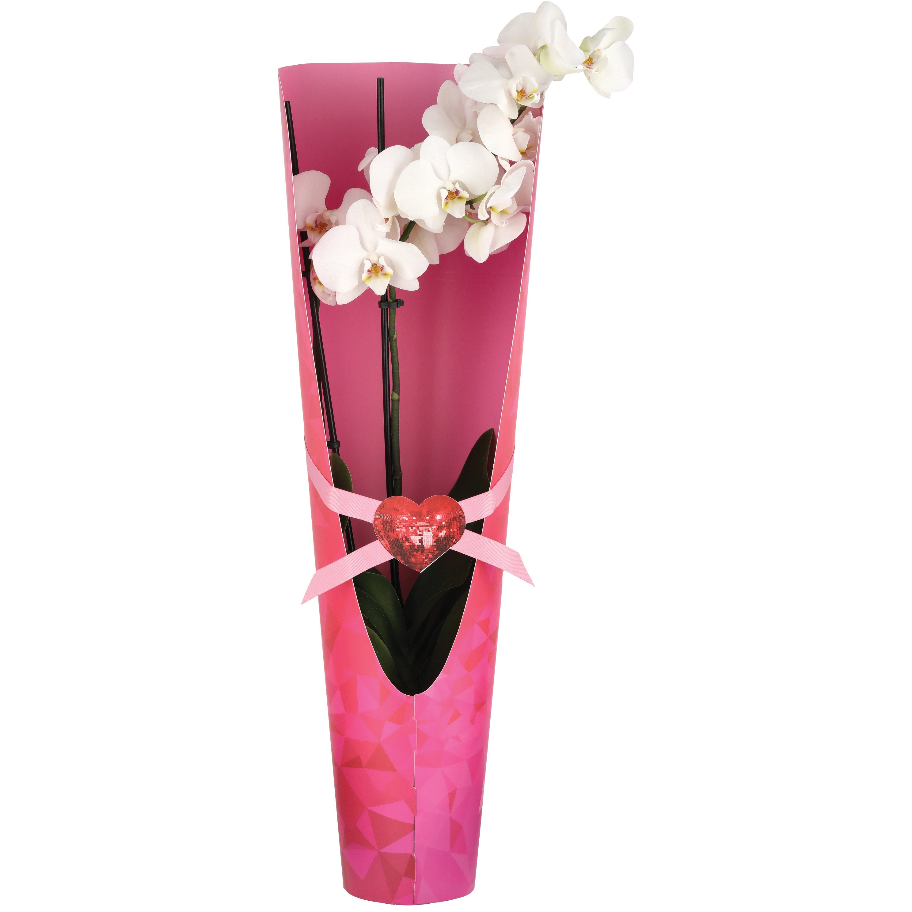 BLOOMS by H-E-B Premium Orchid Tote - Shop Flowers & arrangements at H-E-B