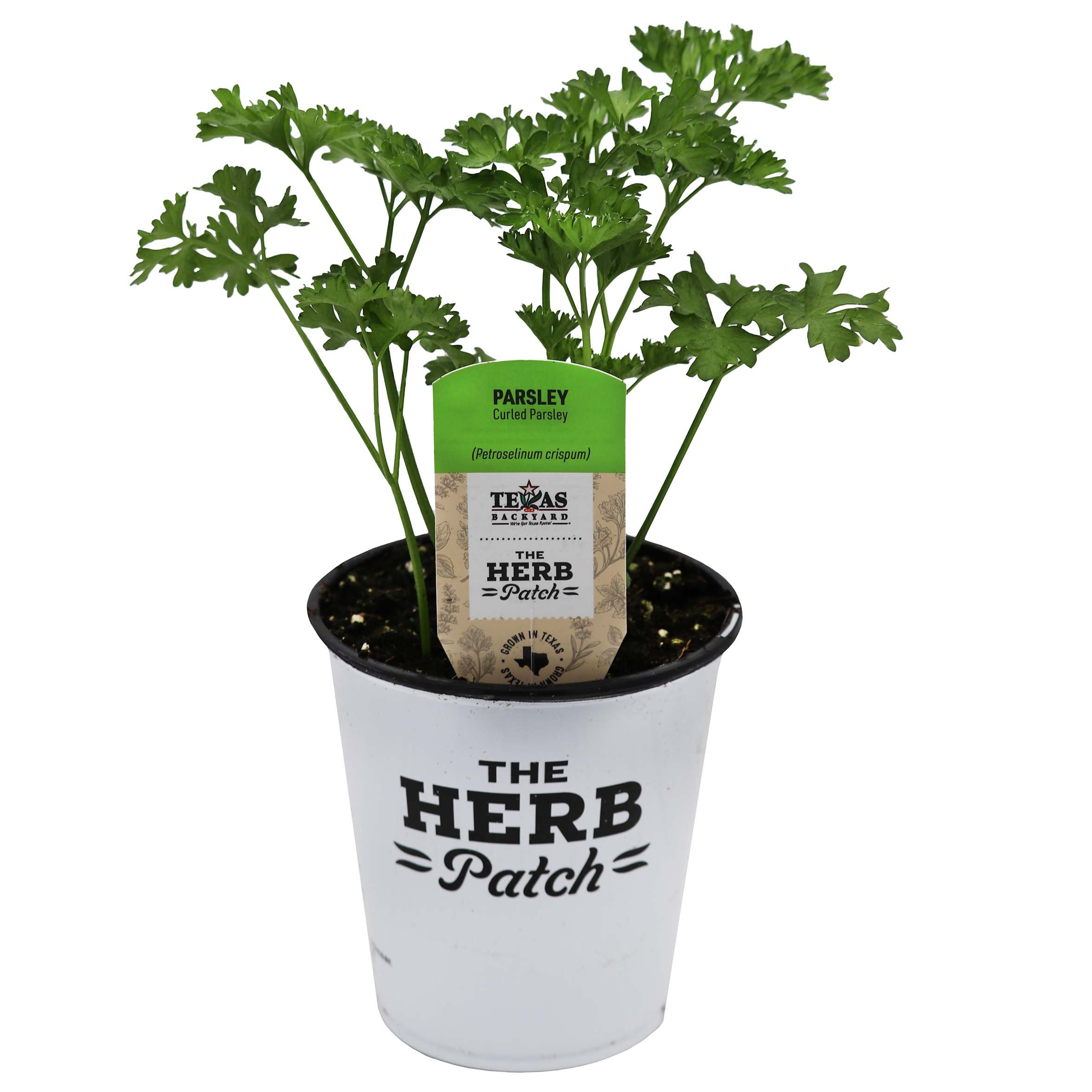 H-E-B Texas Backyard The Herb Patch Curled Parsley Plant - Shop Patio ...