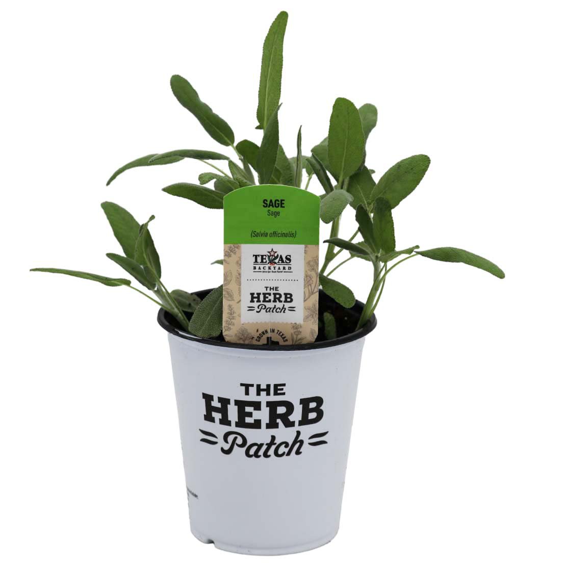 H-E-B Texas Backyard The Herb Patch Sage Potted Plant - Shop Patio ...