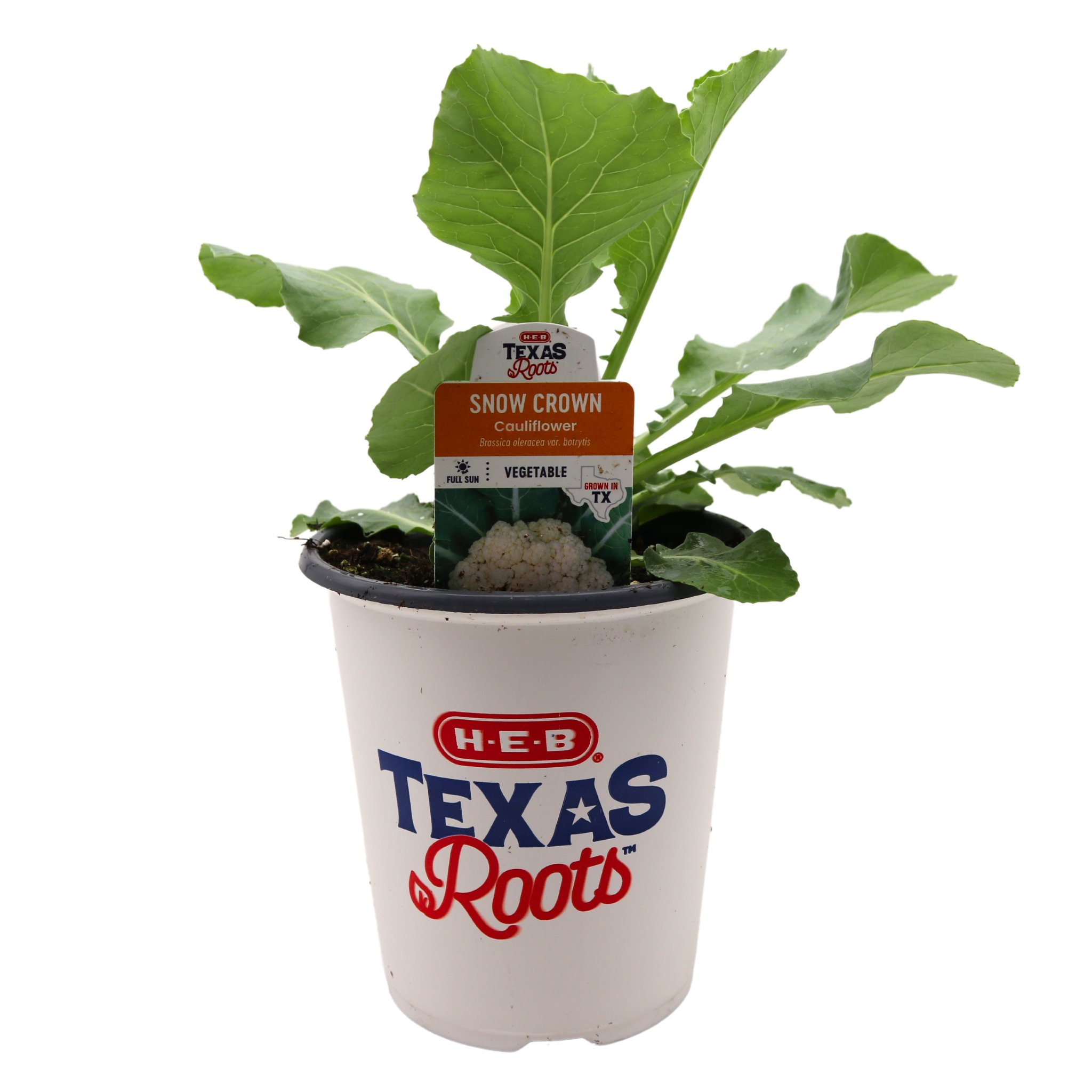 H-E-B Snow Crown Cauliflower Plant - Shop Potted plants at H-E-B