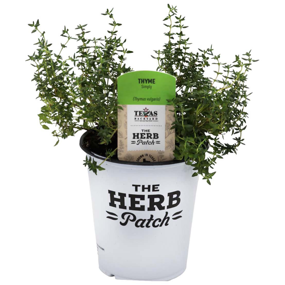 H-E-B Texas Backyard The Herb Patch Thyme Plant - Shop Patio & Outdoor ...