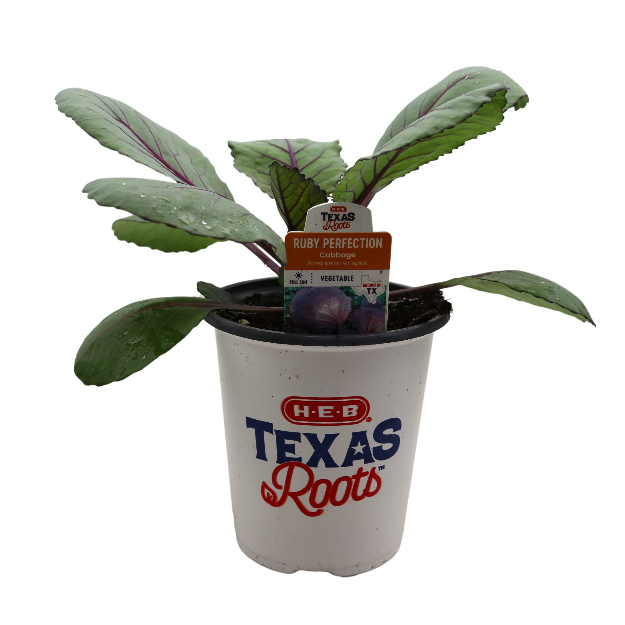 H-E-B Texas Roots Ruby Perfection Cabbage Plant - Shop Potted plants at ...