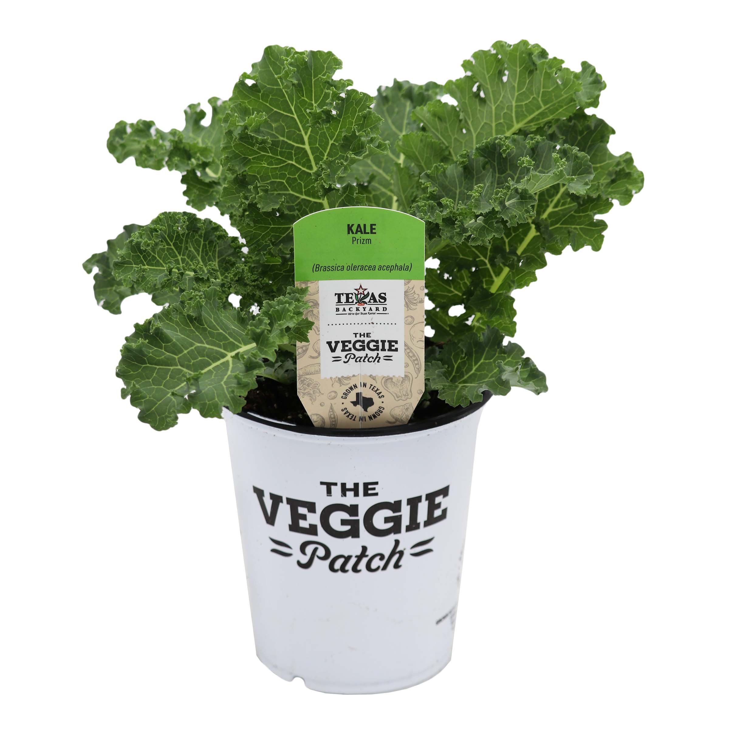 H-E-B Texas Backyard The Veggie Patch Prizm Kale Plant - Shop Potted ...