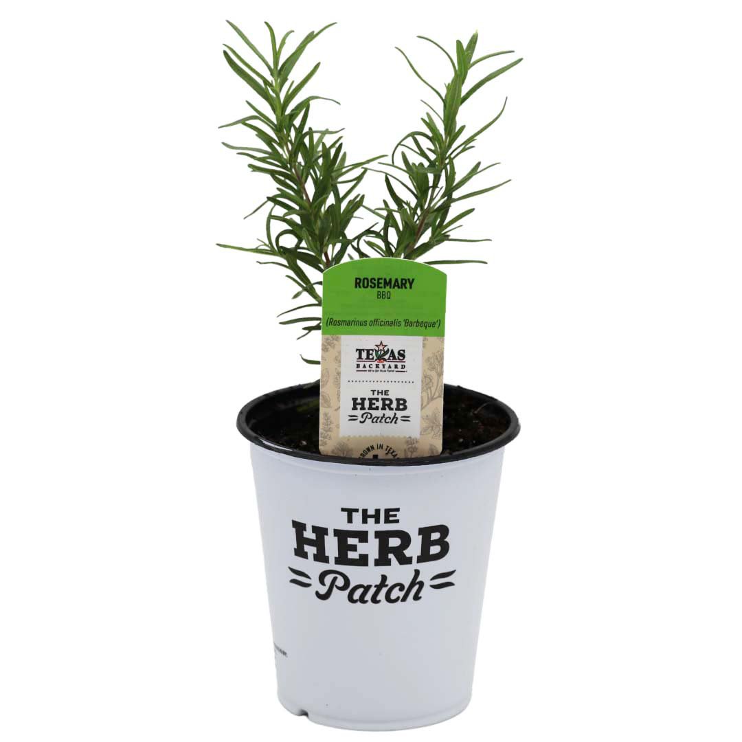 H-E-B Texas Backyard The Herb Patch BBQ Rosemary Plant - Shop Patio ...