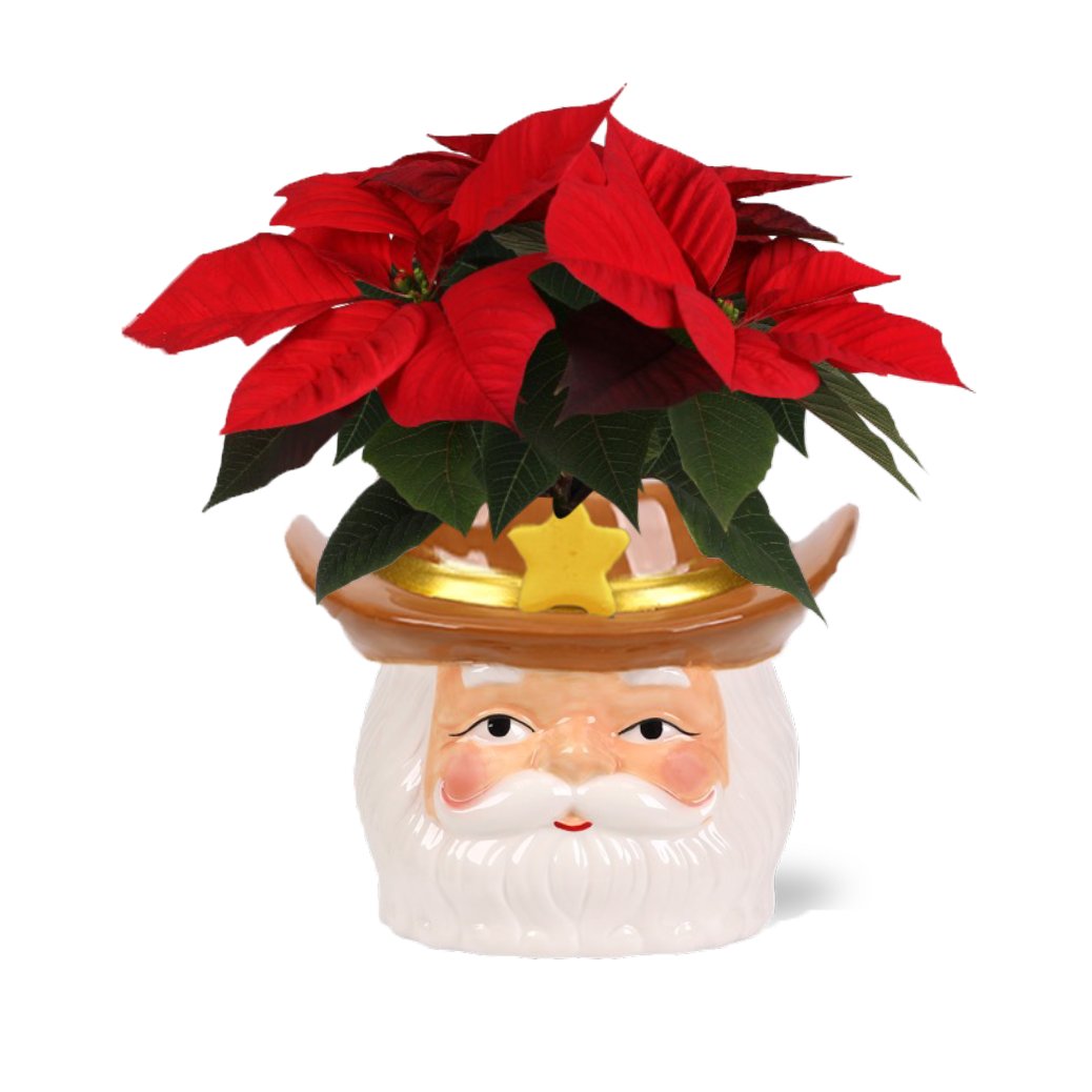 Max & Miles Red Poinsettia in Santa Planter - Shop Flowers ...
