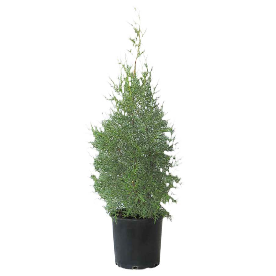 Greenleaf Nursery Arizona Carolina Sapphire Cypress Potted Plant - Shop ...