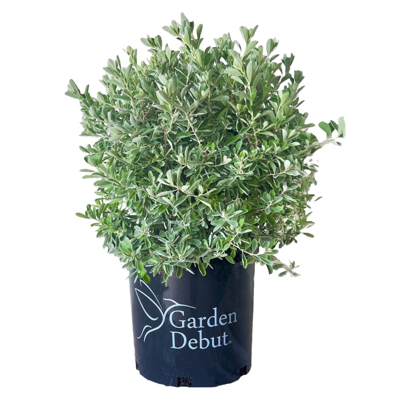 Greenleaf Nursery Silver Dream Sage - Shop Potted plants at H-E-B