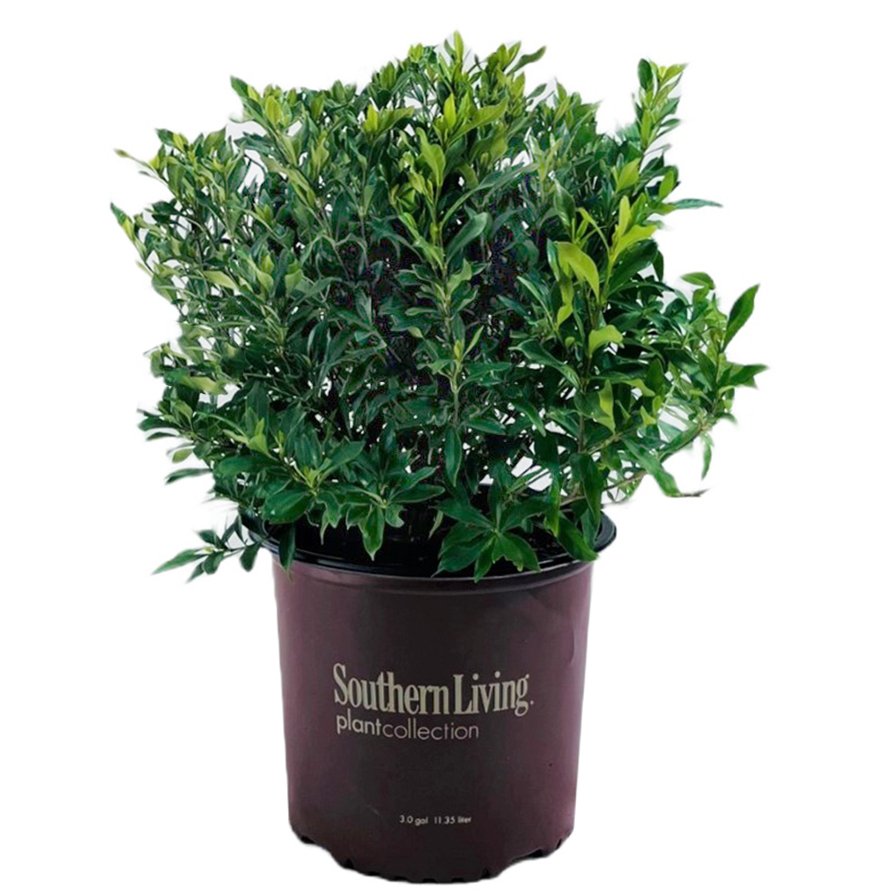Greenleaf Nursery Fool Proof Gardenia Potted Plant - Shop Potted plants ...