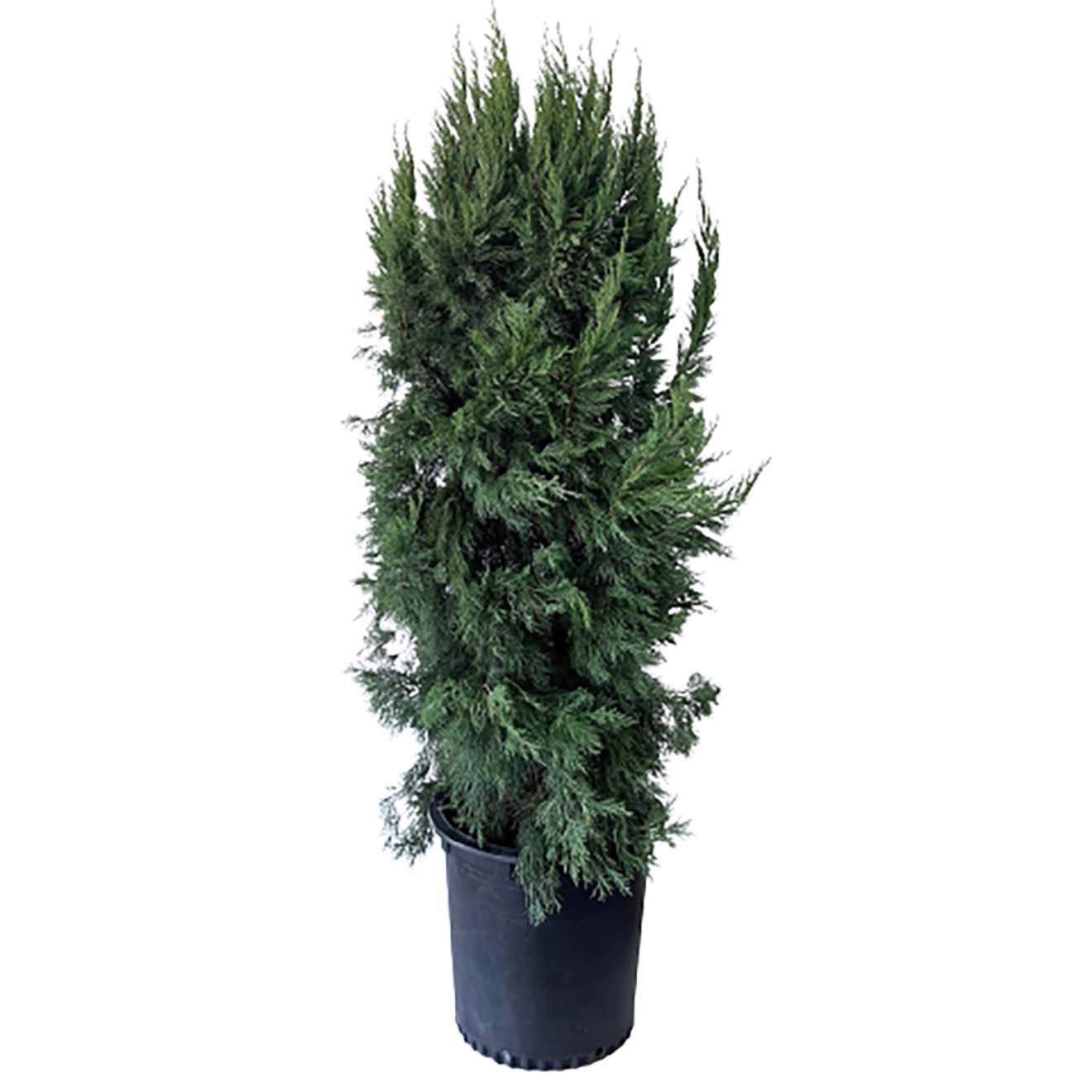 Greenleaf Nursery Blue Spires Juniper - Shop Potted plants at H-E-B