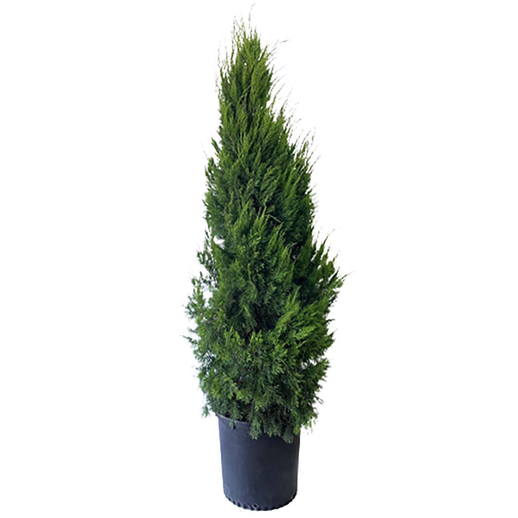 Greenleaf Nursery Brodie Juniper - Shop Potted plants at H-E-B
