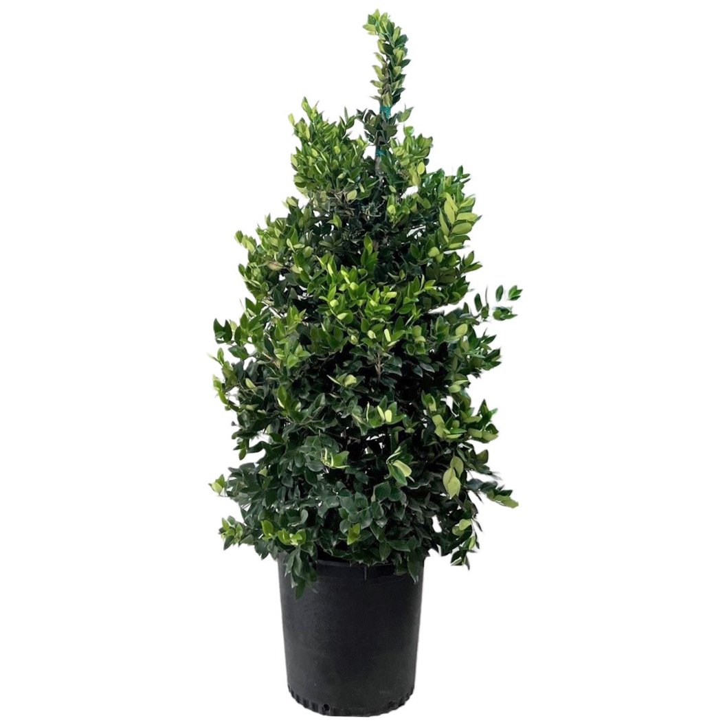 Greenleaf Nursery Waxleaf Pyramid Ligustrum Potted Plant - Shop Potted ... Greenleaf Nursery Waxleaf Pyramid Ligustrum Potted Plant - Shop Potted ...