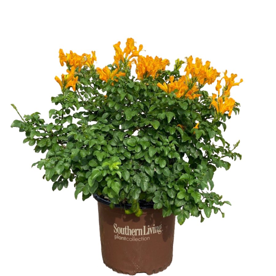 Tecomaria Cape Town Orange & Yellow - Shop Potted plants at H-E-B