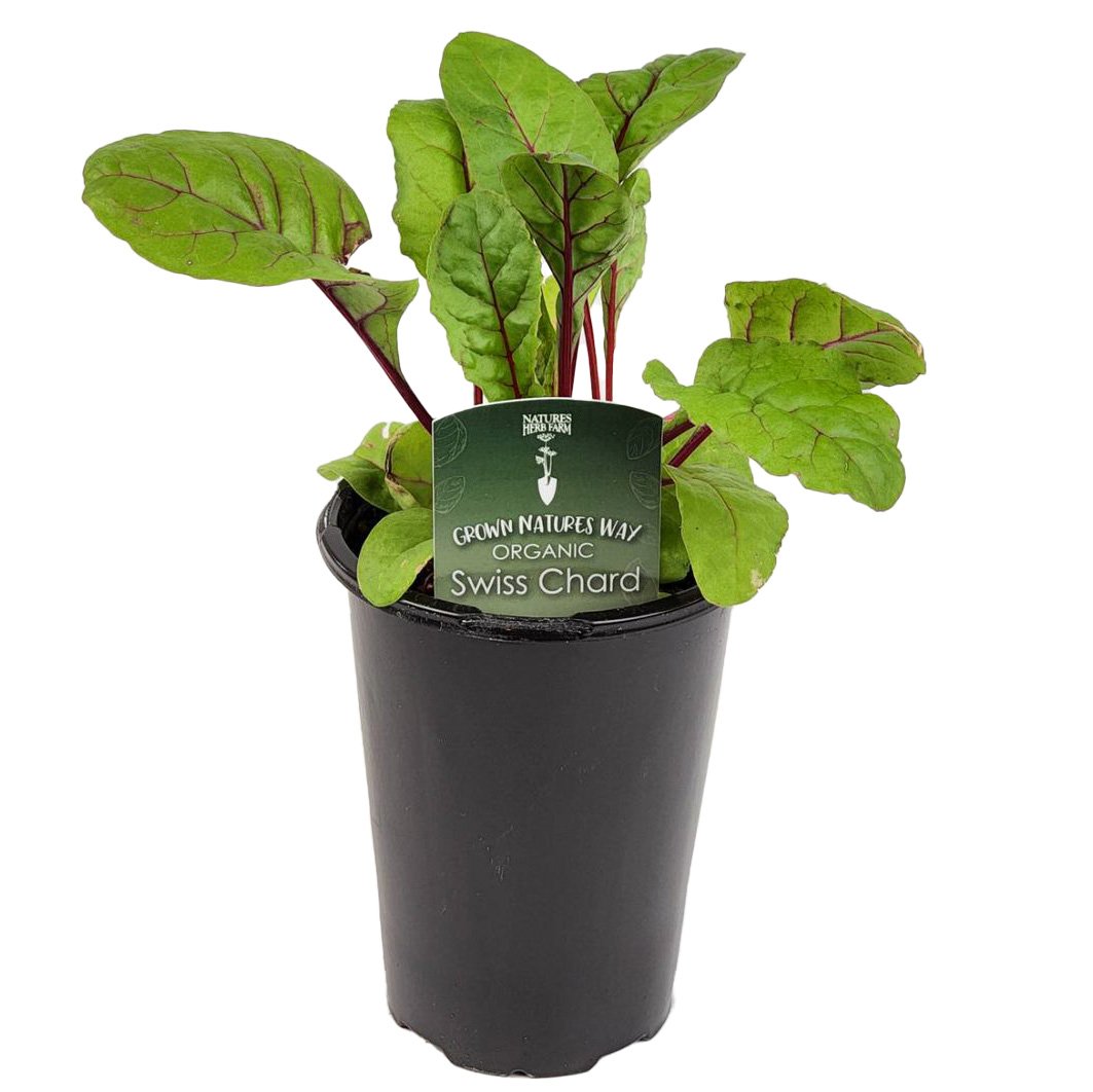 Natures Herb Farm Organic Swiss Chard Potted Herb - Shop Potted plants ...