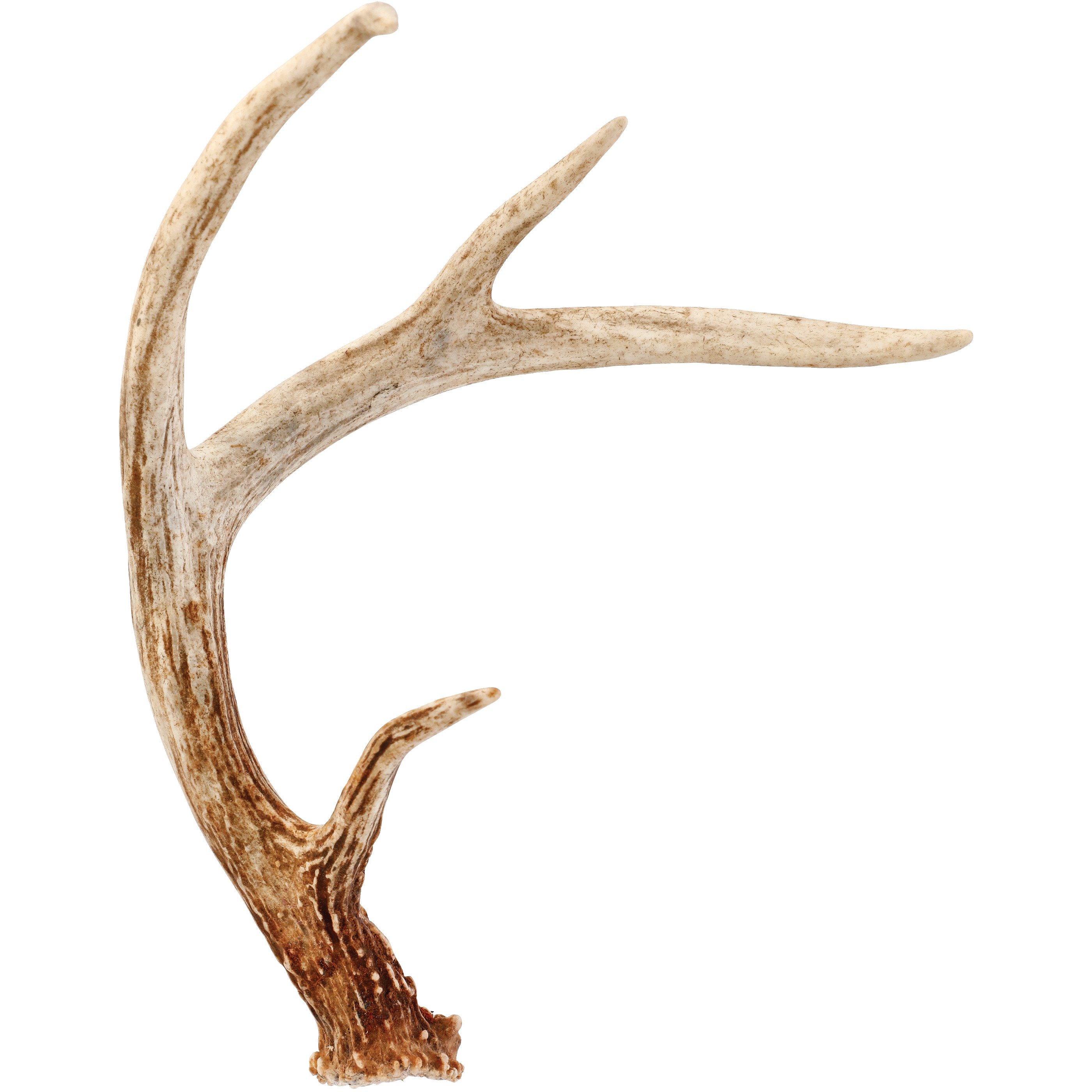 Texas Proud Decorative Whitetail Deer Antler - Shop Seasonal Decor at H-E-B