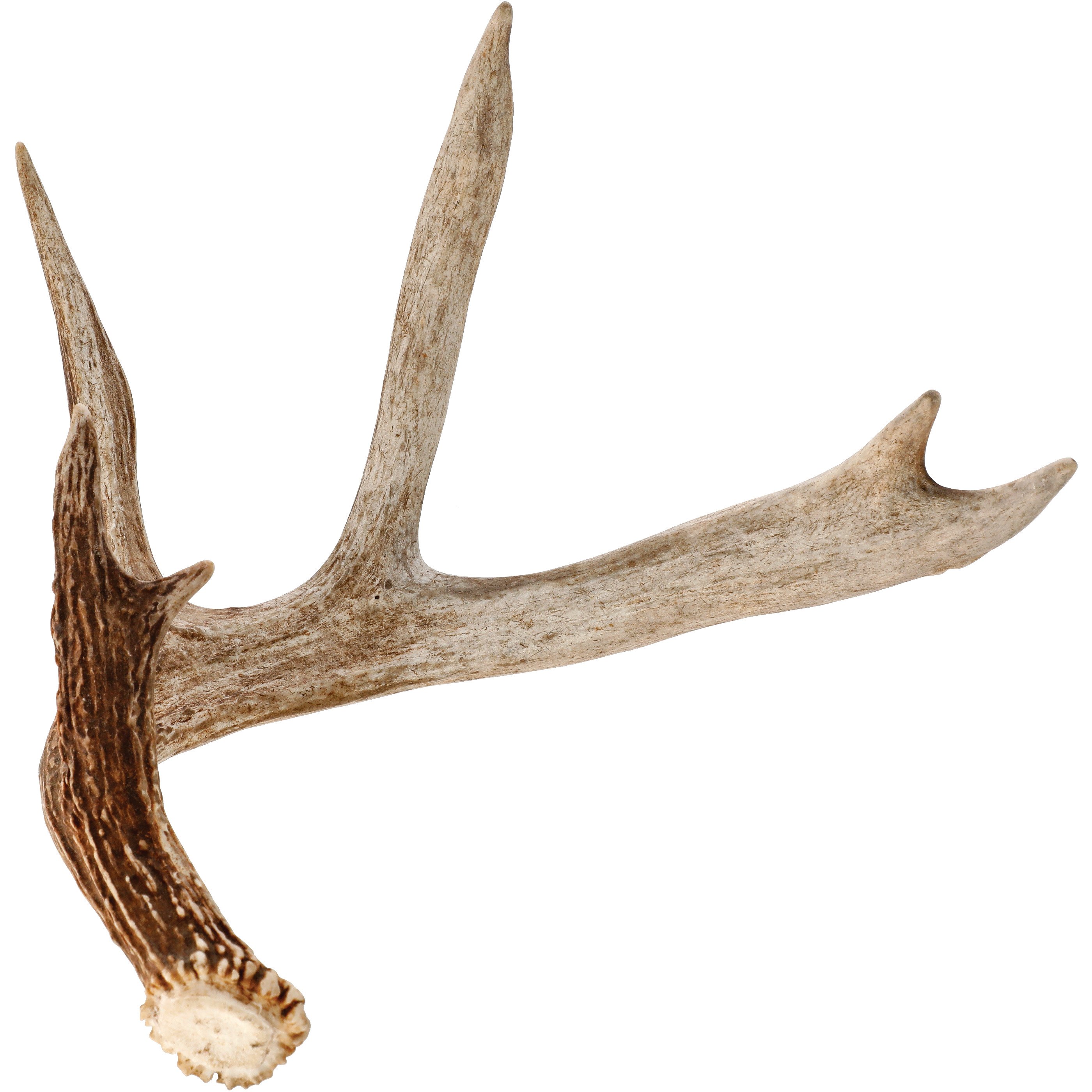 Texas Proud Decorative Whitetail Deer Antler - Shop Seasonal Decor at H-E-B