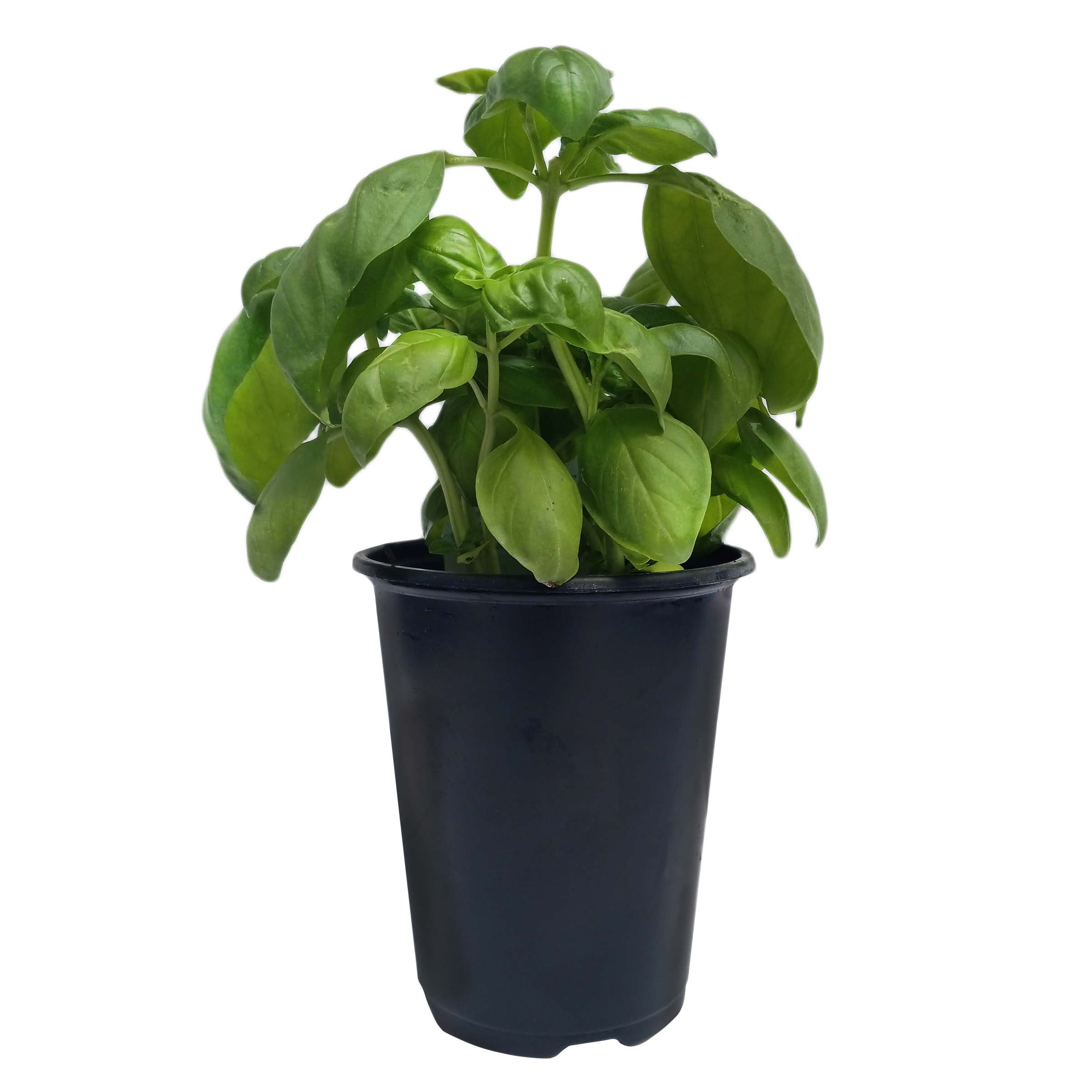 H-E-B Texas Backyard Organic Sweet Genovese Basil Plant - Shop Potted ...