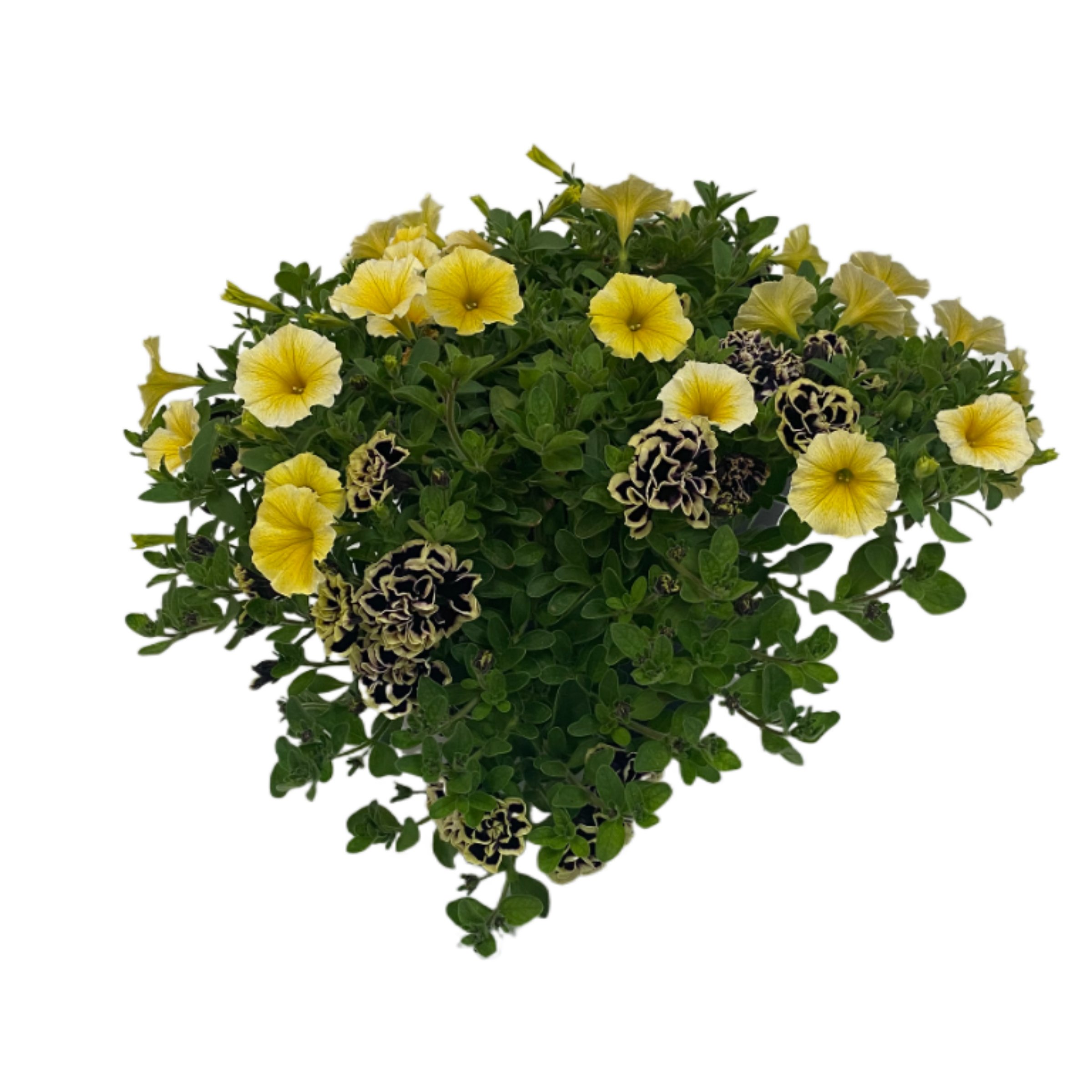 H-E-B Texas Roots Midnight Bees Knees Plant - Shop Potted plants at H-E-B