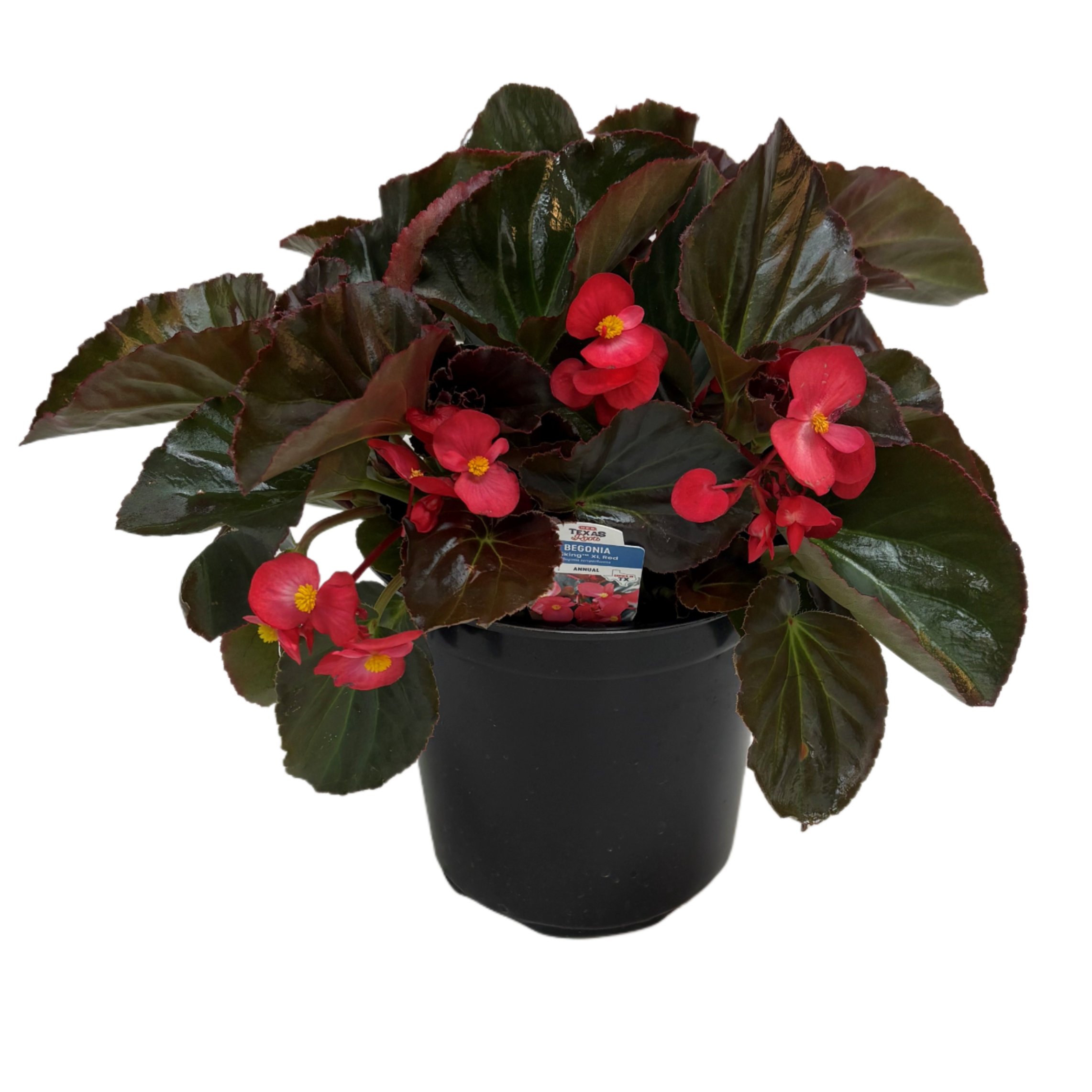 H-E-B Texas Roots Begonia Viking - Shop Potted plants at H-E-B