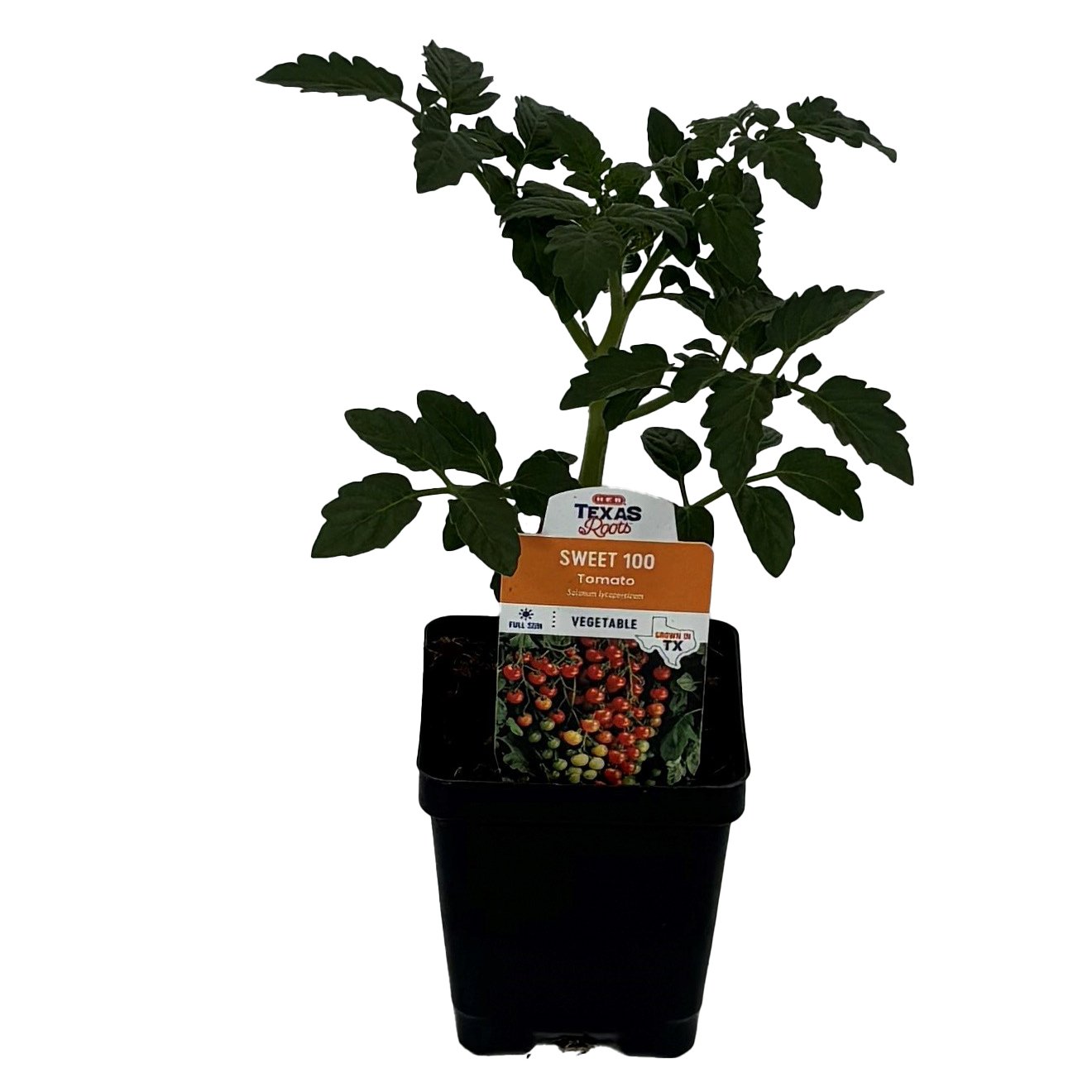 H-E-B Texas Roots Sweet 100 Tomato Plant - Shop Potted plants at H-E-B