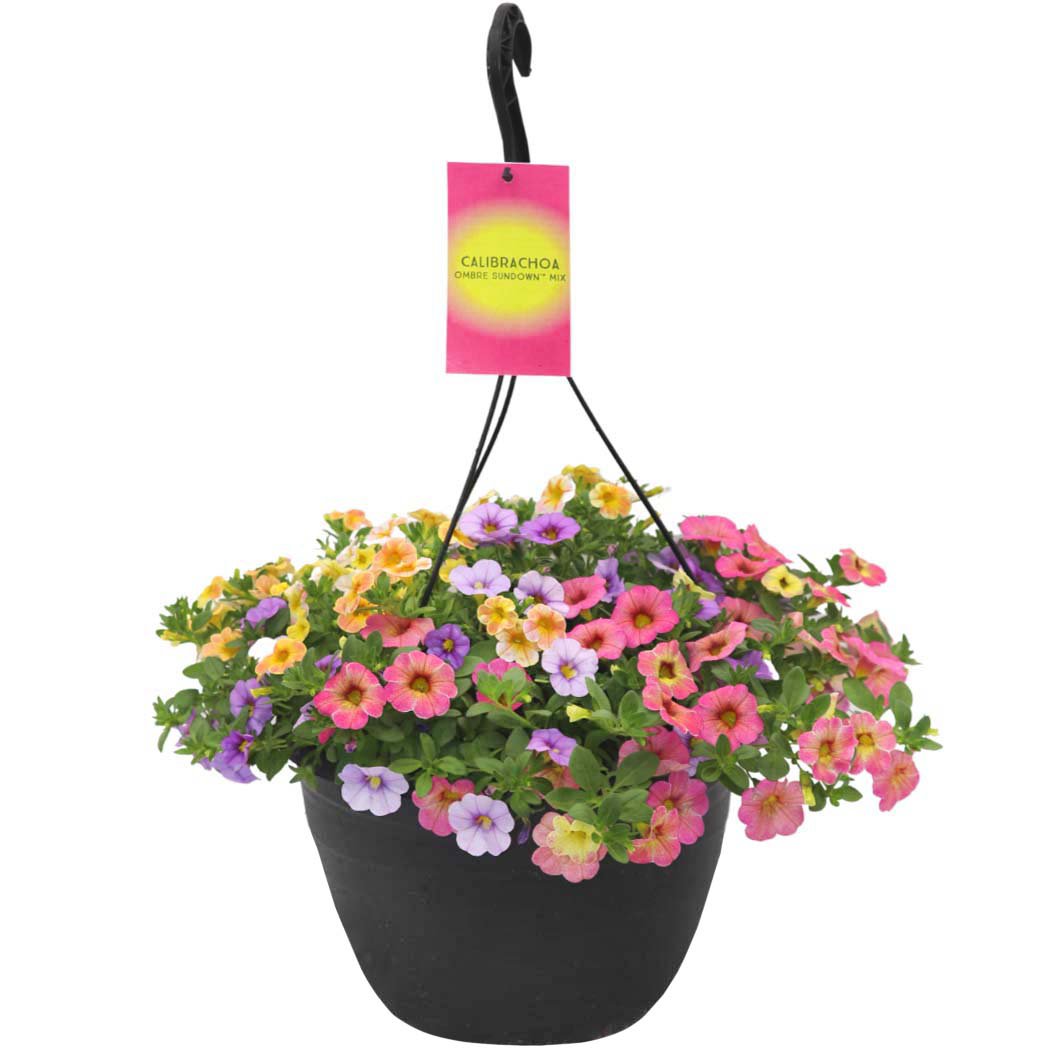 Spring Creek Growers Ombre Sundown Calibrachoa Mix Hanging Basket ...