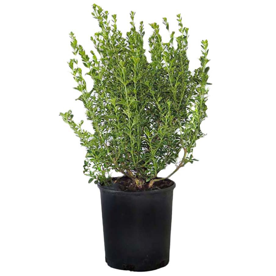 Greenleaf Nursery White Margin Snow Rose - Shop Potted plants at H-E-B