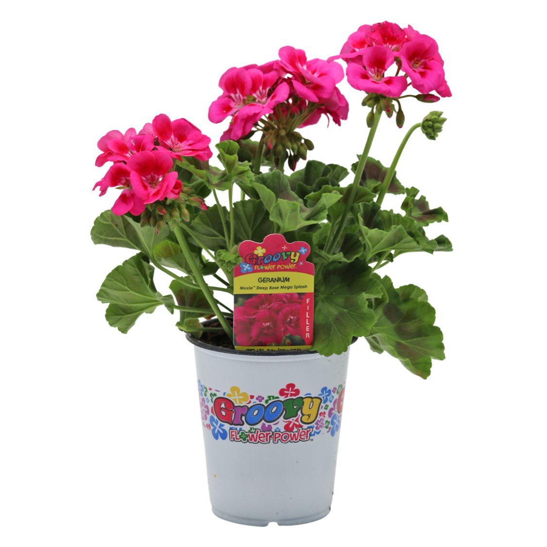 Groovy Flower Power Geranium Moxie Deep Rose Mega Splash - Shop Patio ...