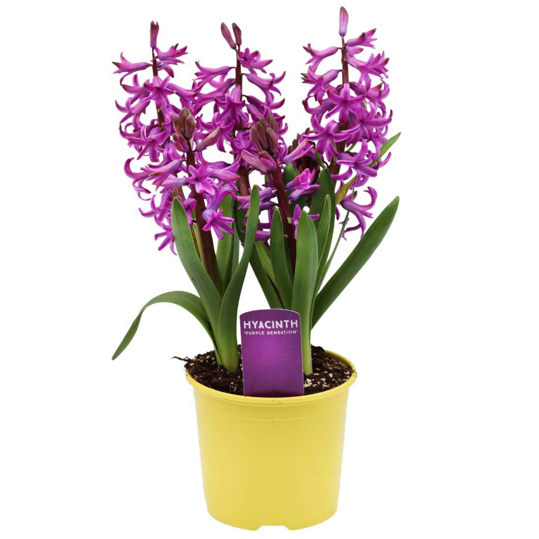 Spring Creek Growers Purple Sensation Hyacinth Potted Plant - Shop ...