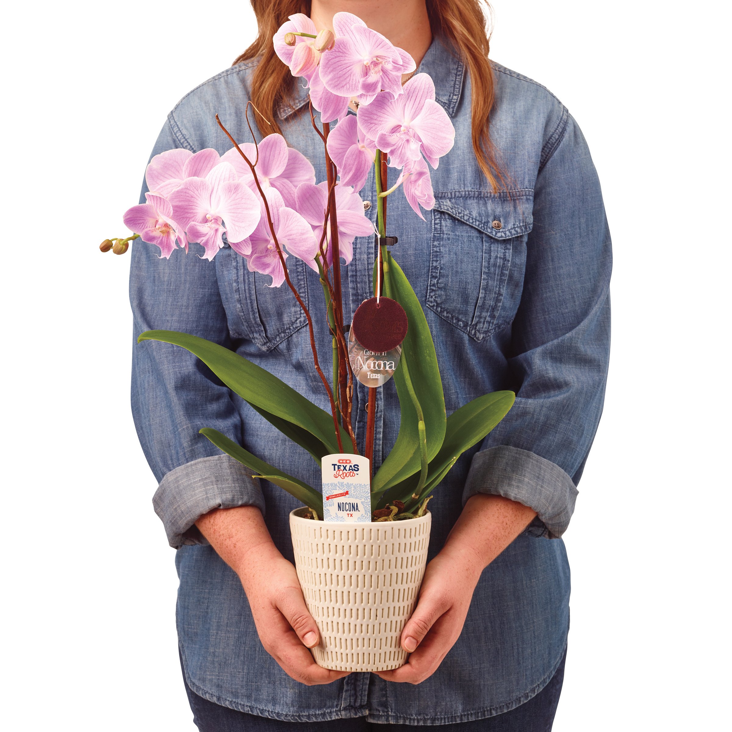 H-E-B Texas Roots Premium Orchid - Shop Flowers & arrangements at H-E-B