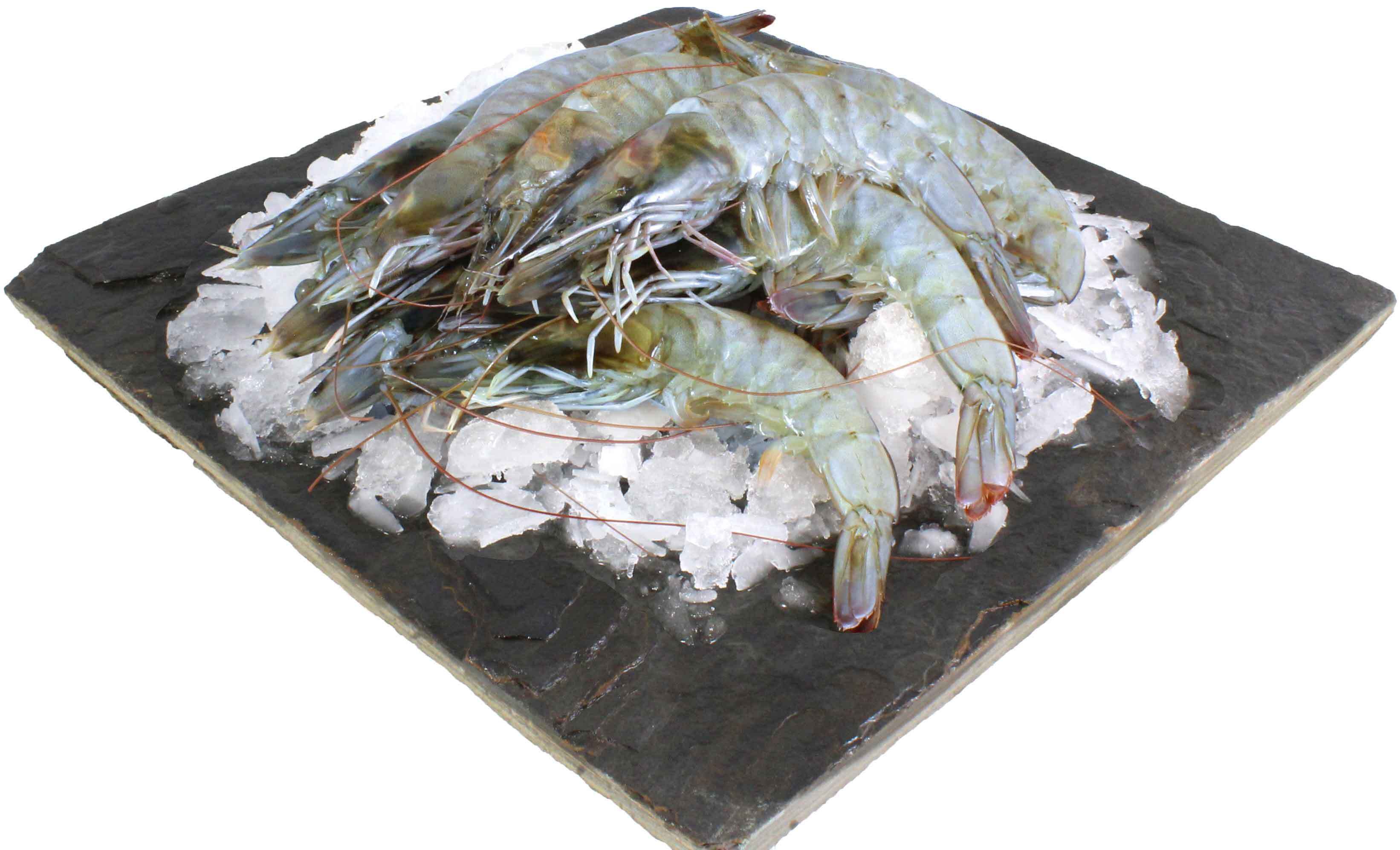 Previously Frozen 12/14 Count New Caledonia Blue Prawns, by lb ...