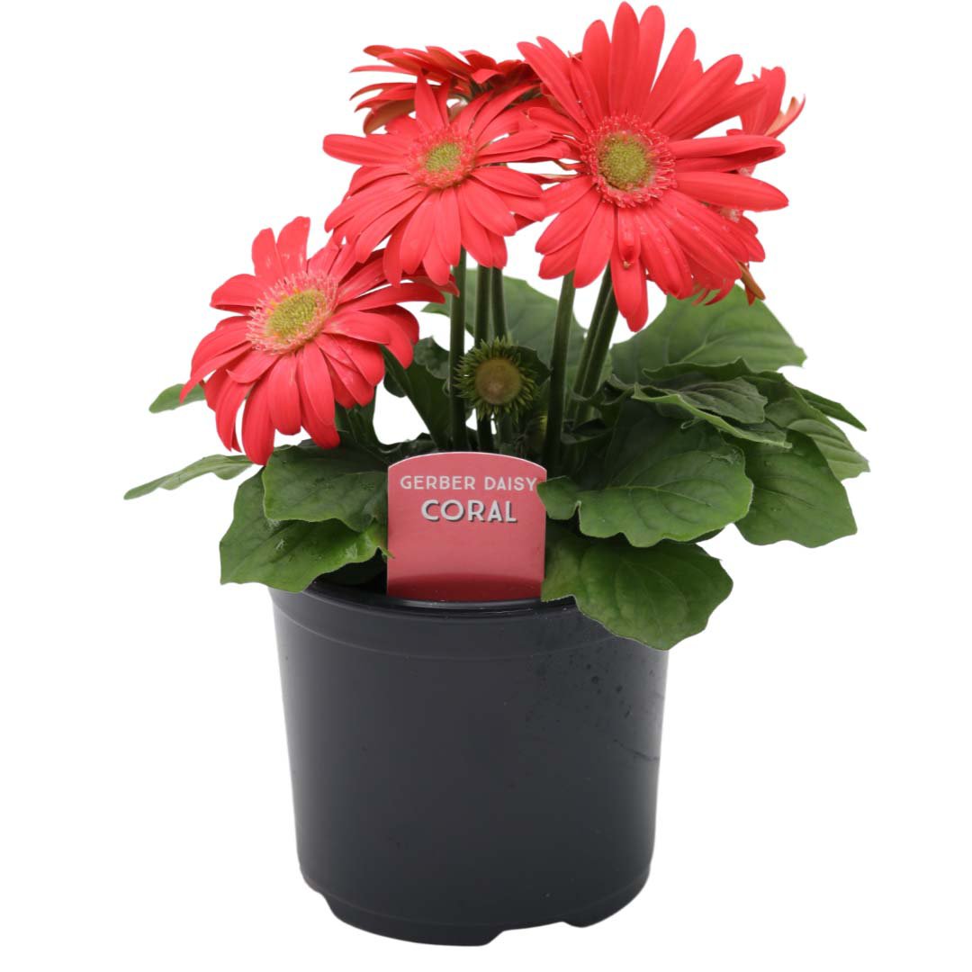 Spring Creek Growers Coral Gerbera Daisy Potted Plant - Shop Patio ...