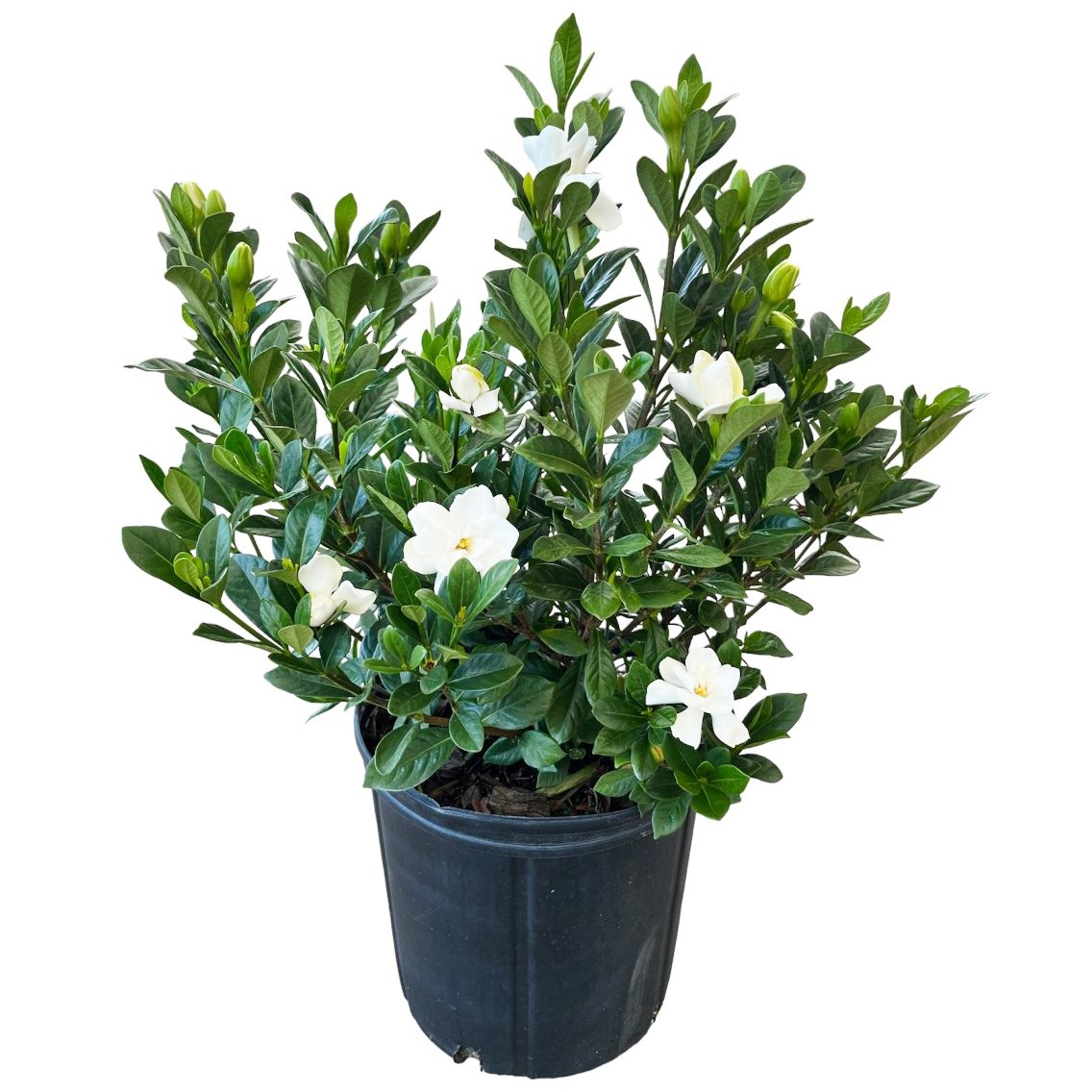 Power Bloom Farms Button Gardenia Bush - Shop Potted plants at H-E-B