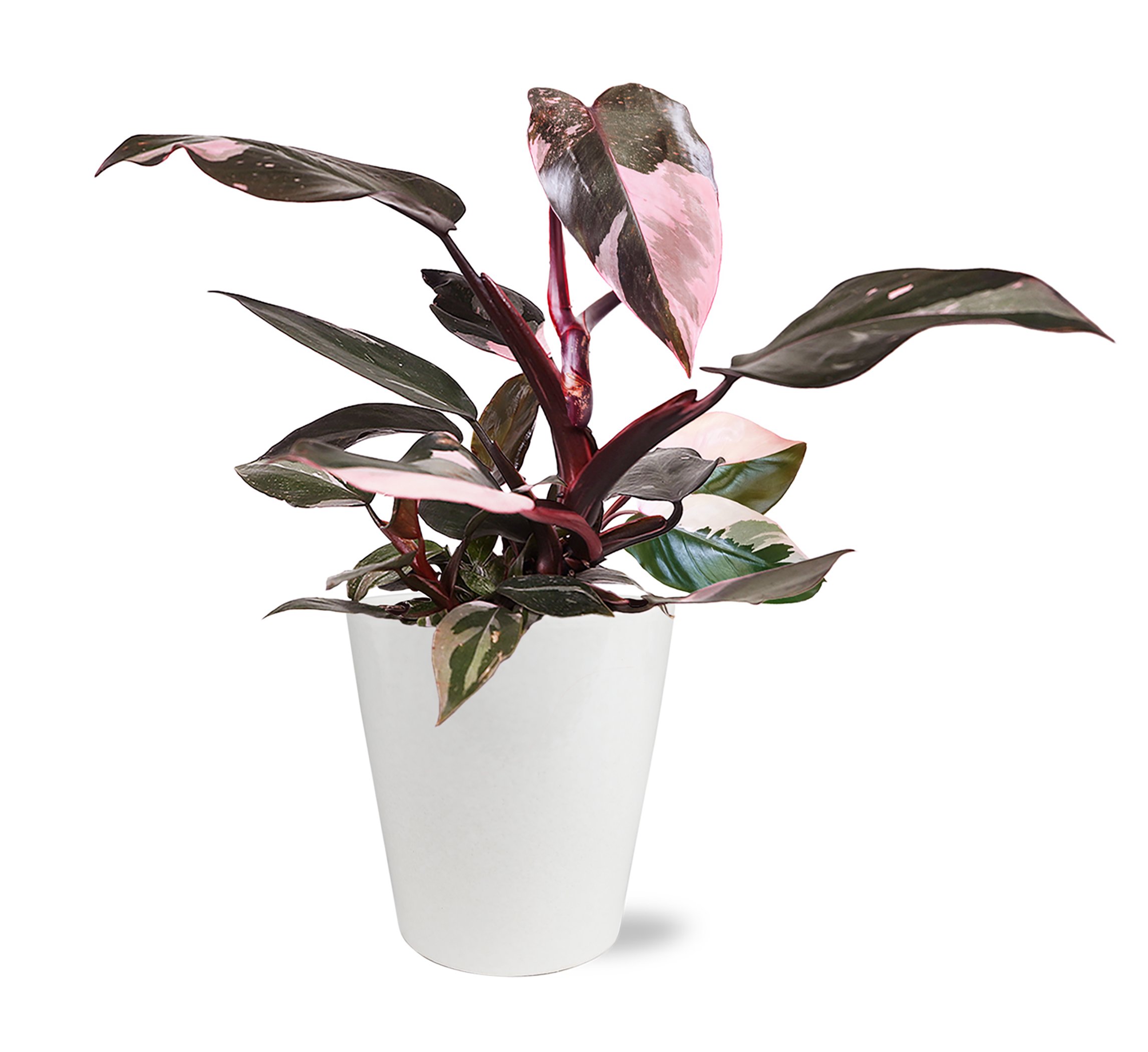 Max & Miles Pink Princess Philodendron Potted Plant - Shop Flowers ...
