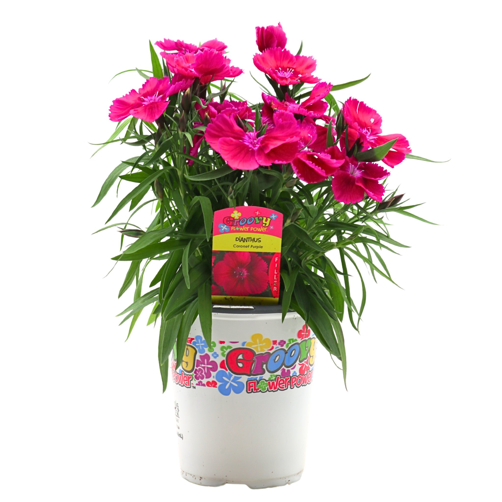 Groovy Flower Power Dianthus Coronet Purple - Shop Potted plants at H-E-B