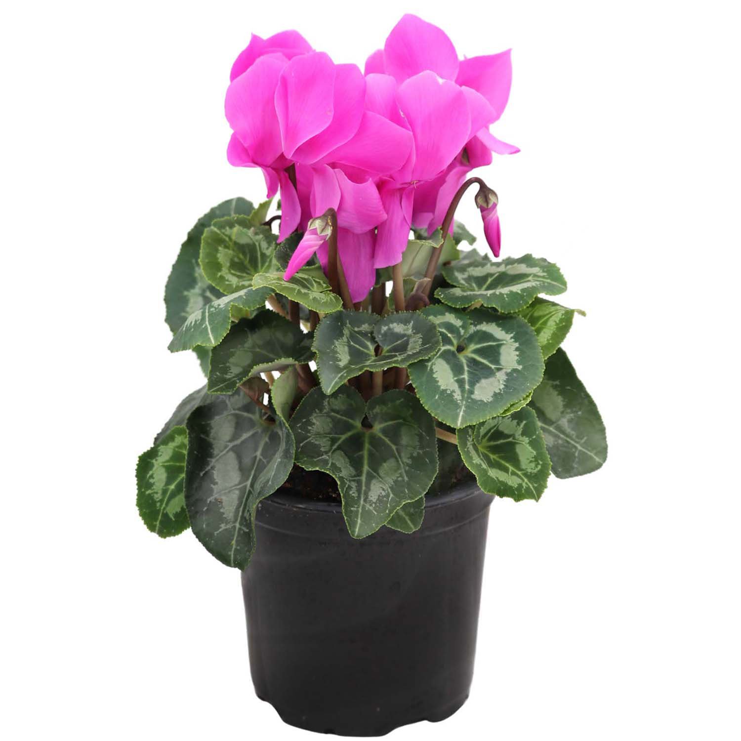 H-E-B Texas Backyard Light Violet Cyclamen Potted Plant - Shop Potted ...