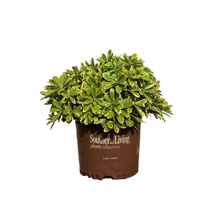 Pittosporum Mojo Dwarf Variegated - Shop Potted plants at H-E-B
