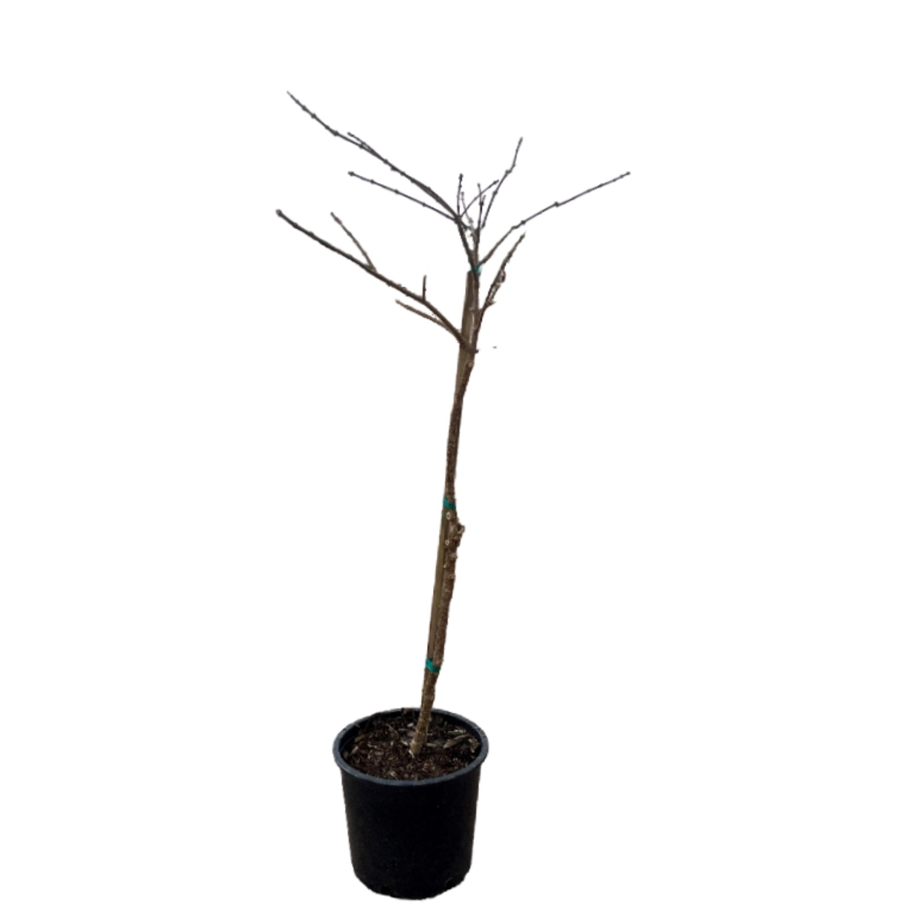 Chinese Fringe Tree - Shop Potted plants at H-E-B