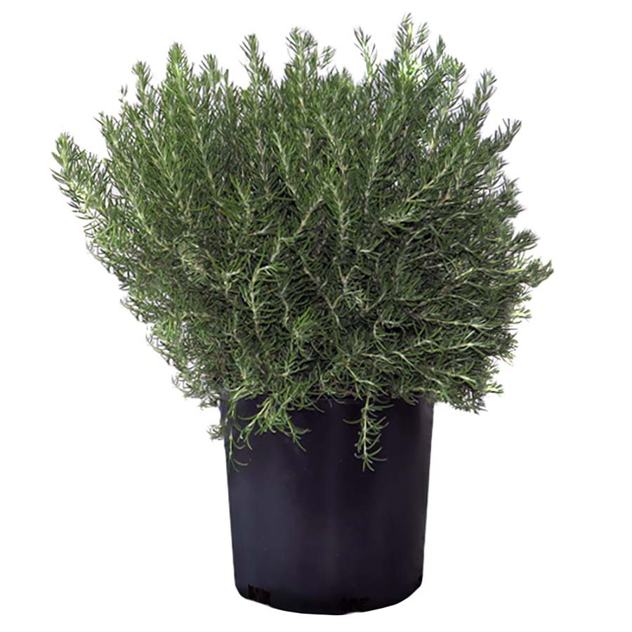Greenleaf Nursery Roman Beauty Rosemary Potted Plant - Shop Potted ...