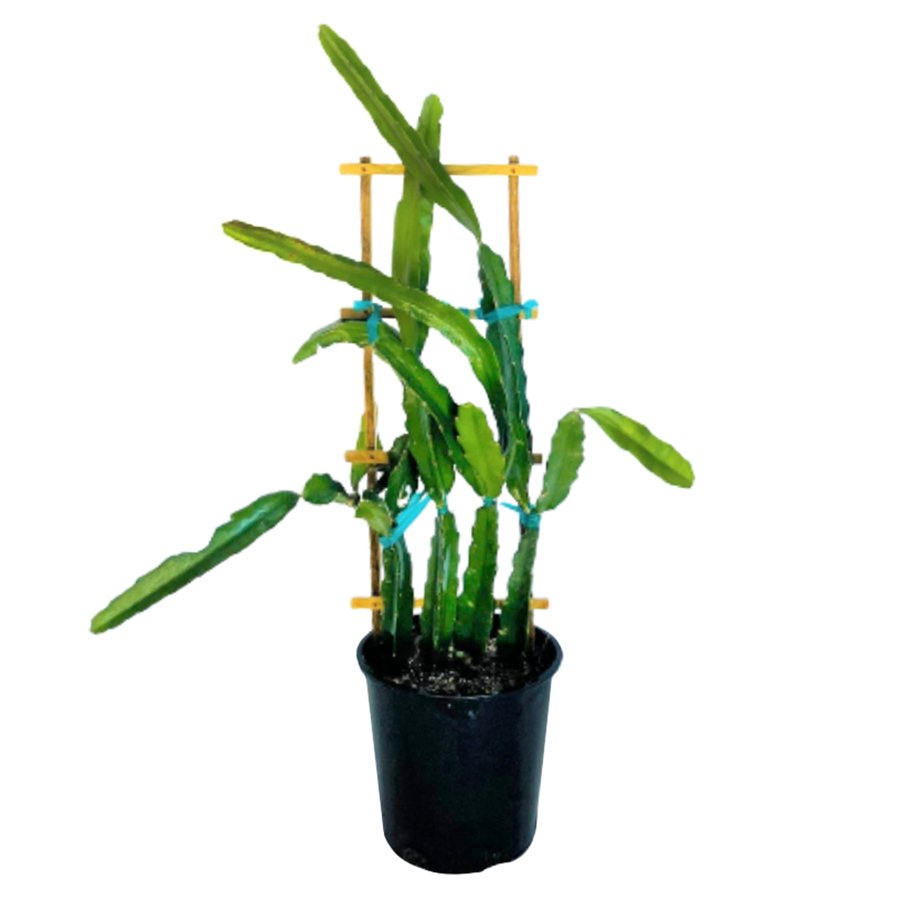 Greenleaf Nursery Edgar's Baby Dragon Fruit - Shop Potted plants at H-E-B