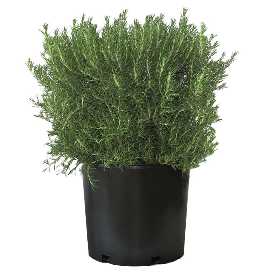 Greenleaf Nursery Roman Beauty Rosemary Potted Plant - Shop Potted ...