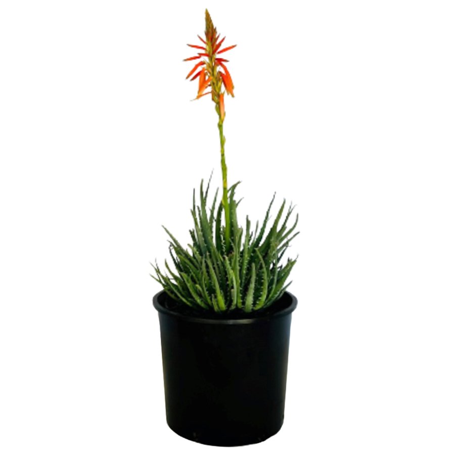 Greenleaf Nursery Spider Aloe Succulent - Shop Potted plants at H-E-B